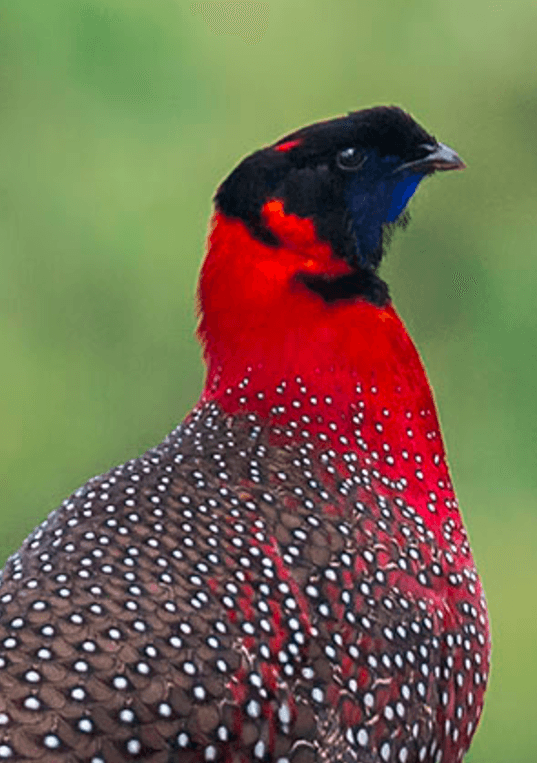 GSG - IUCN
